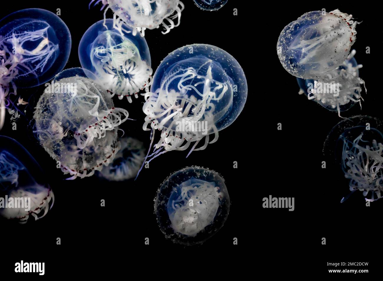 Red-eye Medusa, Polyorchis penicillatus, a jellyfish in the Charleston ...