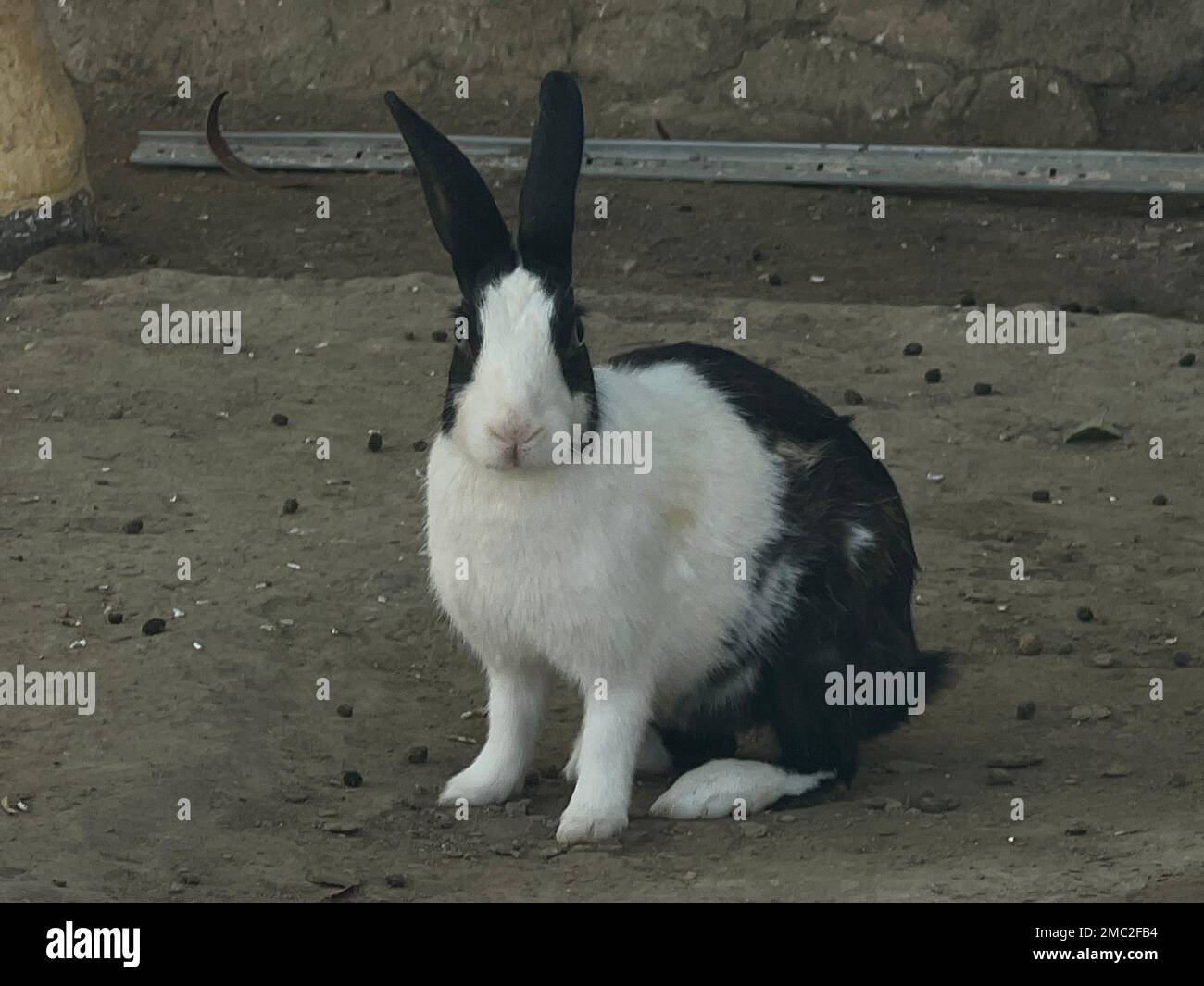 A view of an adorable white and black Dutch rabbit on a farmland Stock ...