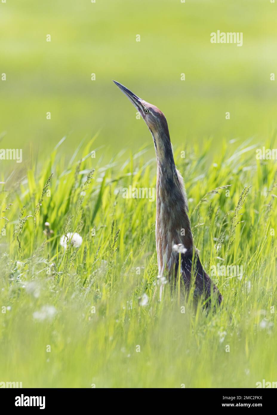American Bittern bird standing out in green grass field Stock Photo - Alamy