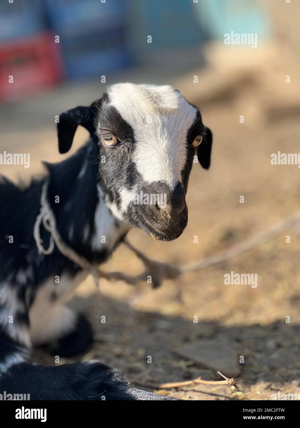 Goat lying down in in hi-res stock photography and images - Alamy