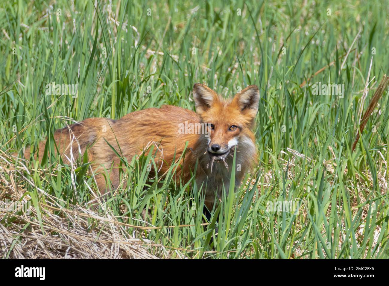 Red fox in grass field with rodent in its mouth Stock Photo - Alamy