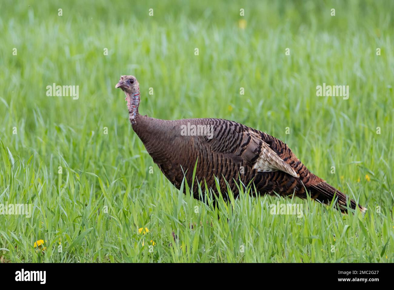 Turkey in grass hi-res stock photography and images - Alamy