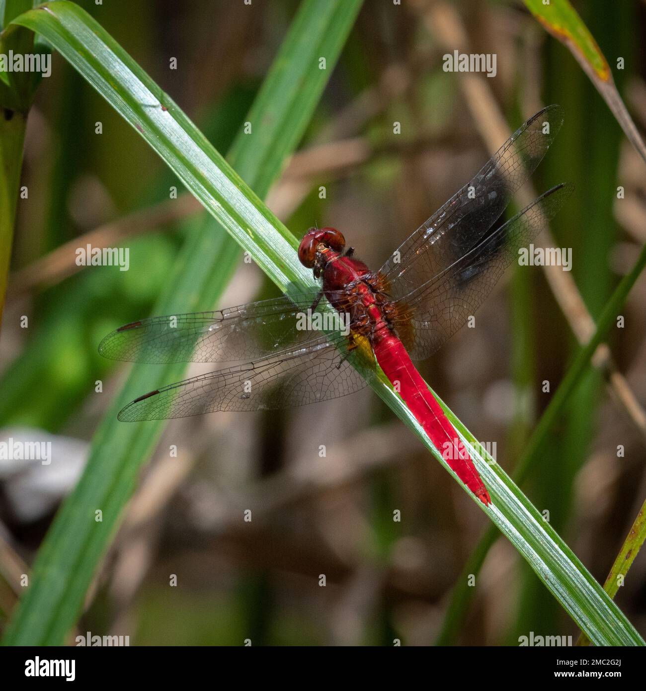 Crocothemis hi-res stock photography and images - Alamy