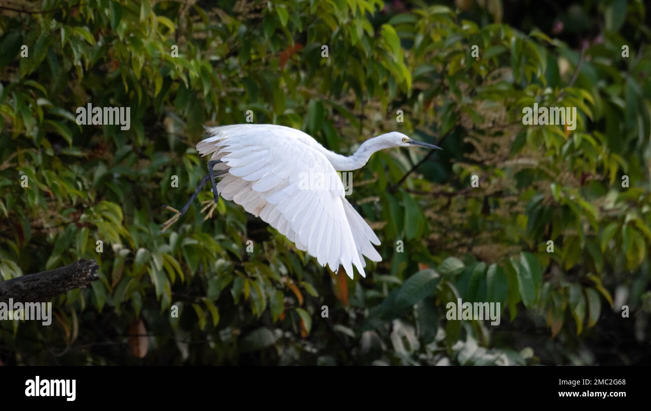 Eastern Great Egret Flying (Ardea alba), Borneo Stock Photo - Alamy