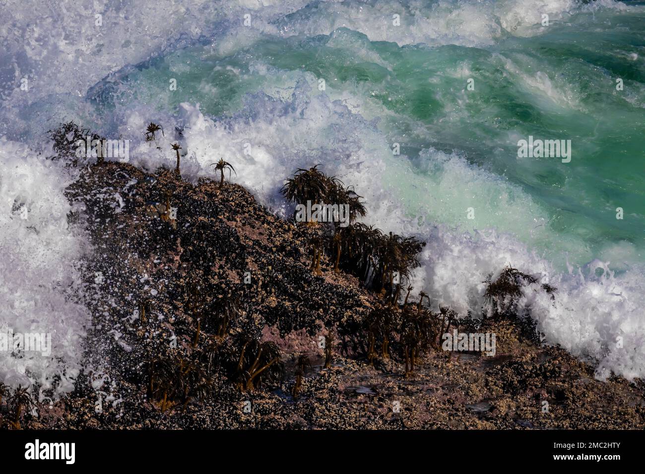Powerful waves crashing on rocks and resiliant Sea Palms, Postelsia ...