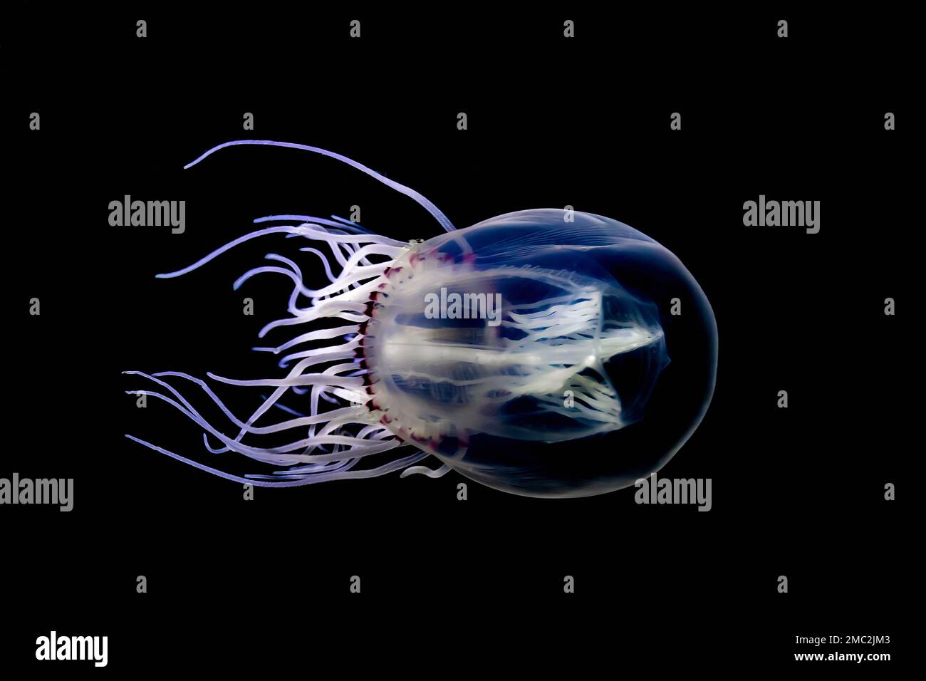 Red-eye Medusa, Polyorchis penicillatus, a jellyfish in the Charleston ...