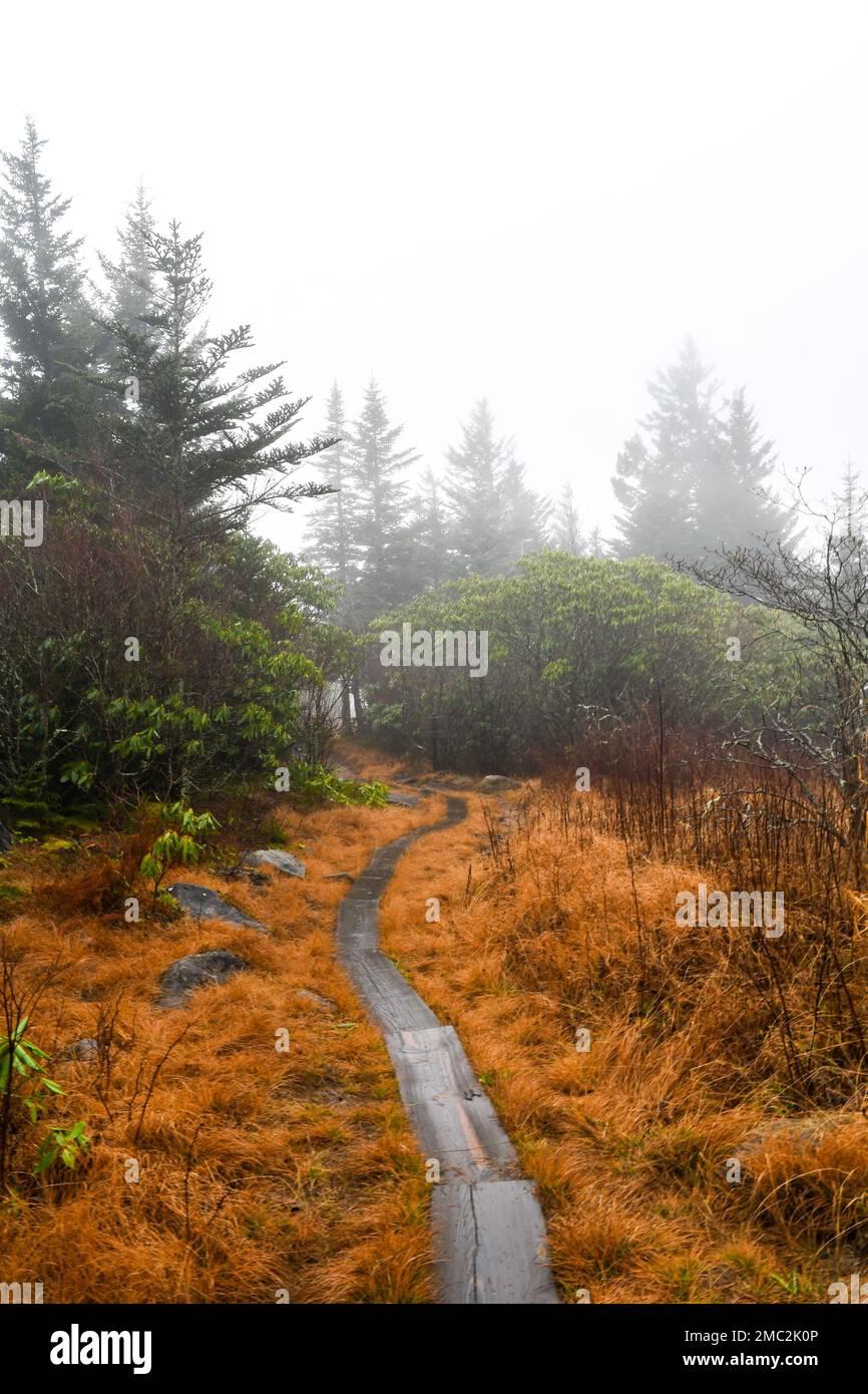 A vertical of a narrow pathway surrounded by the yellow grass and green ...