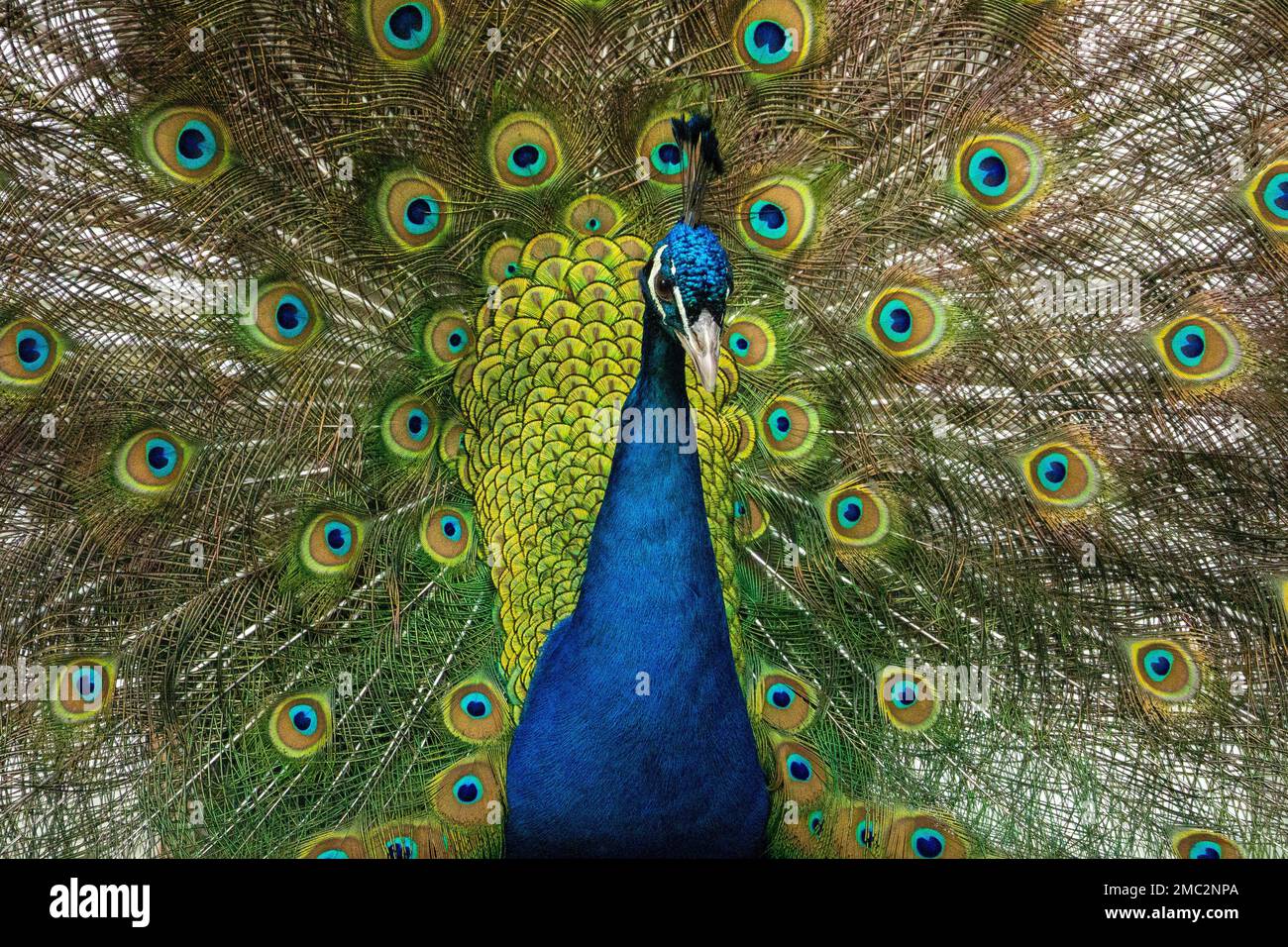 Tail spread out hi-res stock photography and images - Alamy