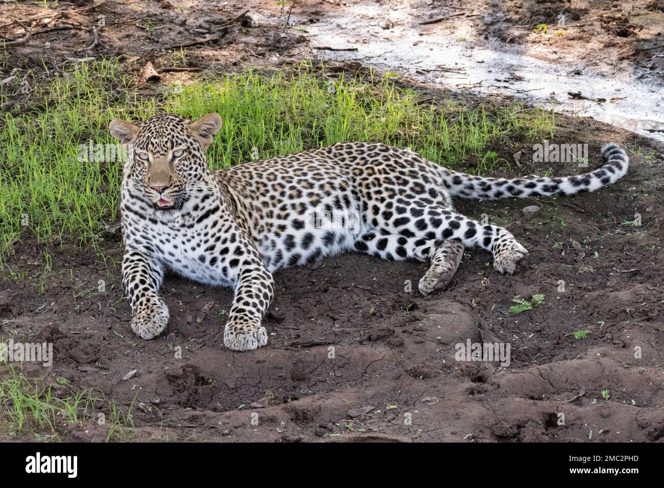 female leopard laying down in newly wet mud looking at the camera in ...