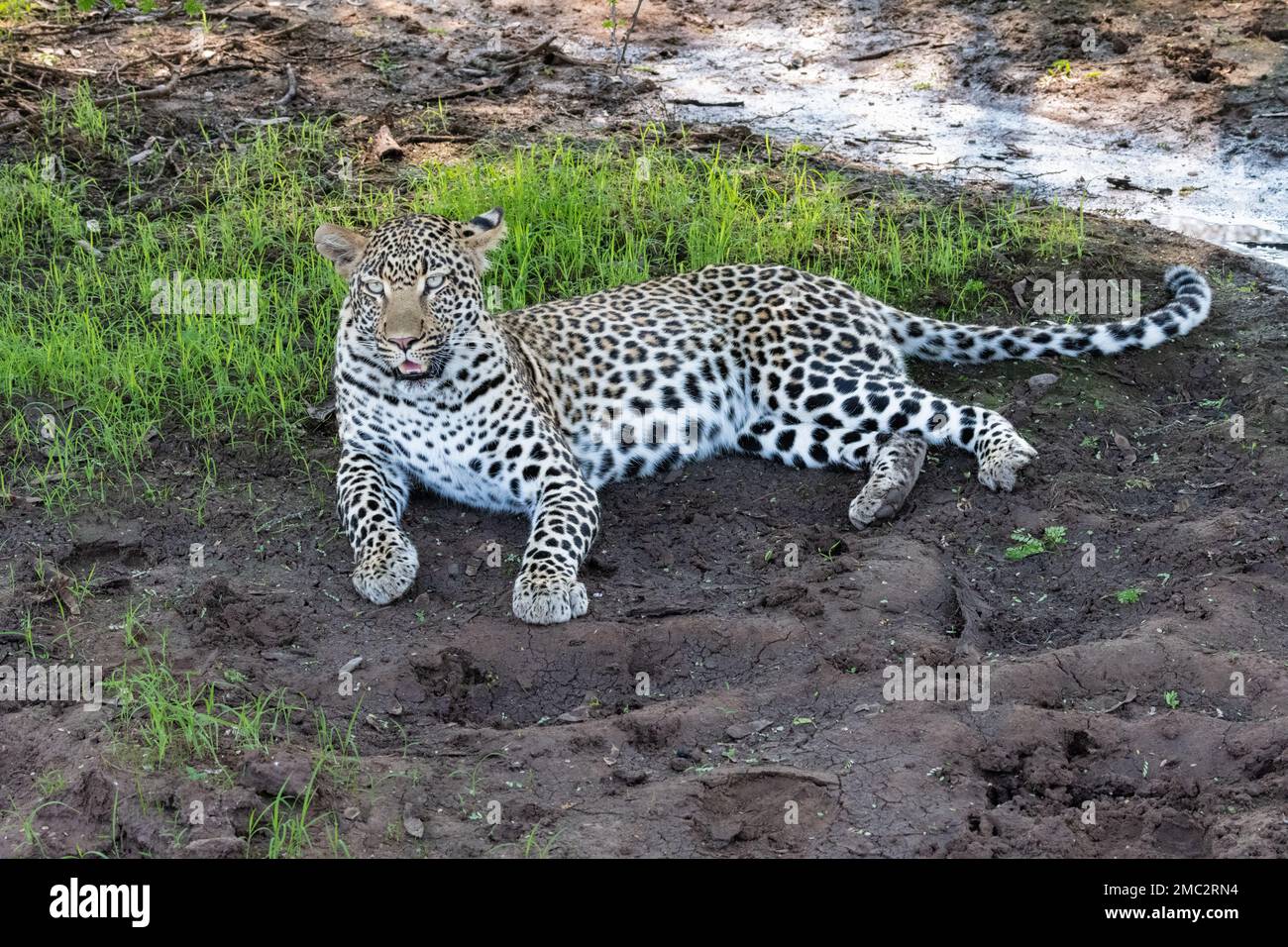 solitary leopard laying on a brown muddy patch in the Kruger National ...