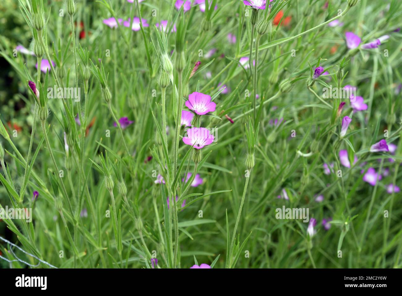 Kornrade, Agrostemma githago, ist eine wichtige Heilpflanze mit lila ...