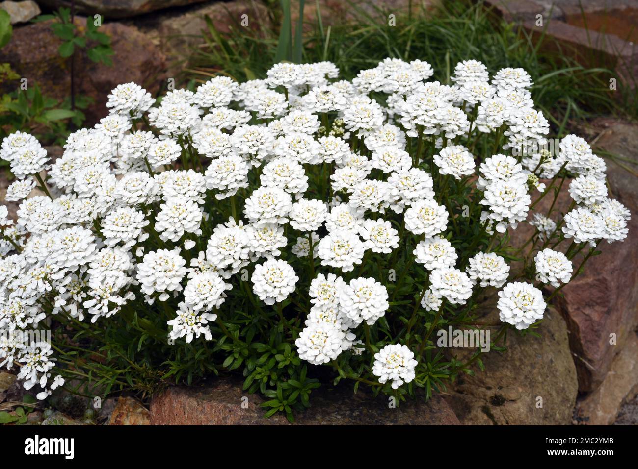 Bittere Schleifenblume, Iberis amara ist eine wichtige Heilpflanze mit ...