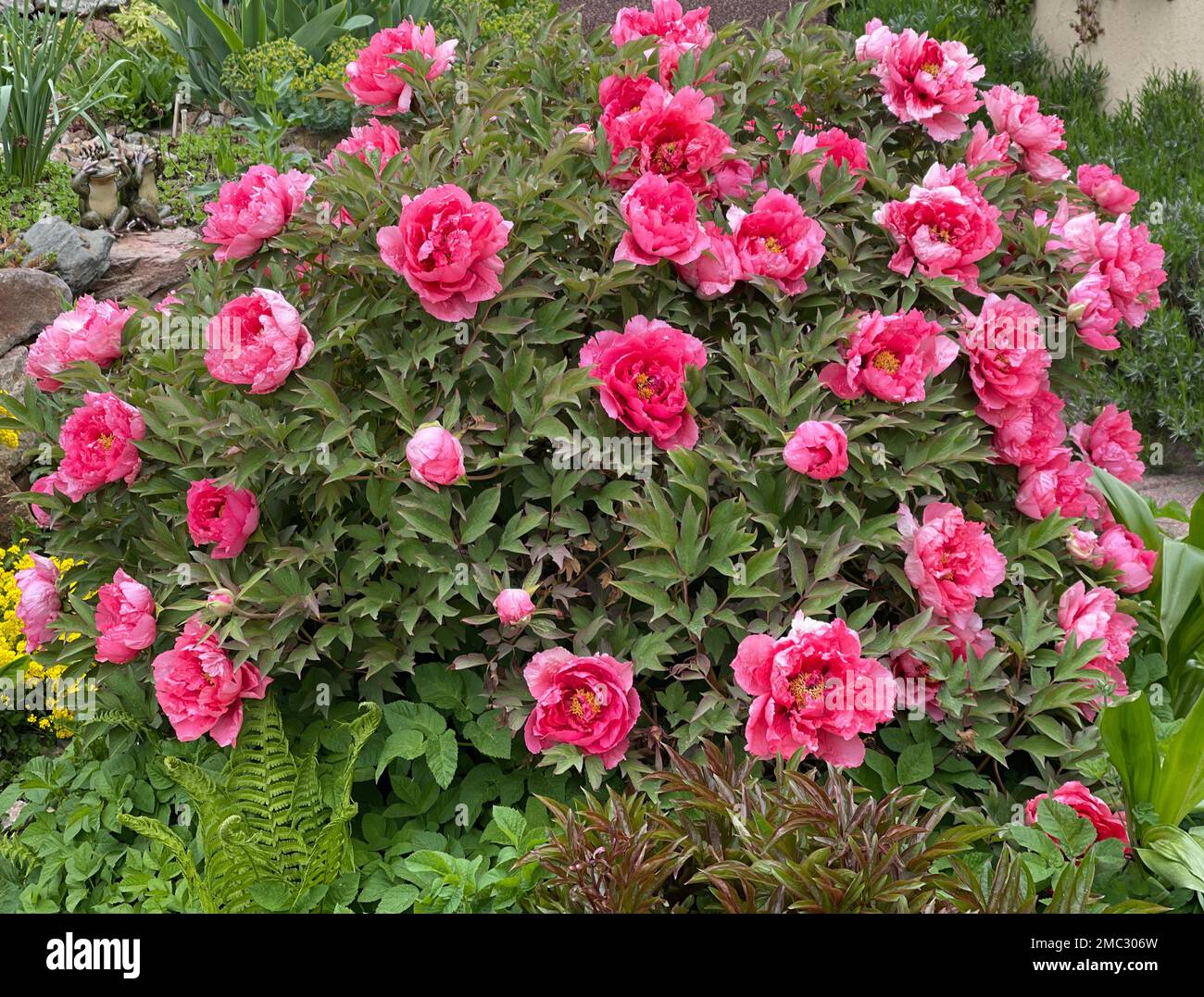 Rote china rose blume hi-res stock photography and images - Alamy
