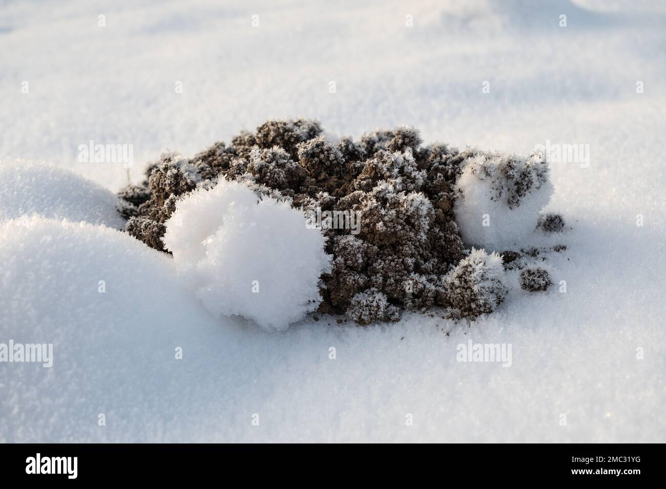 Freshly frozen molehill in winter during the day, side view Stock Photo ...