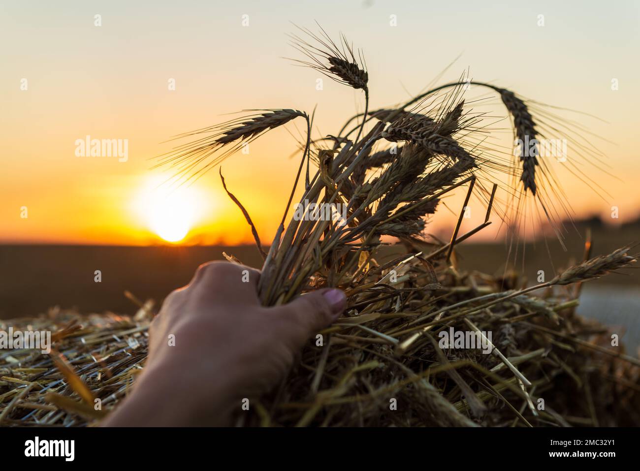 Bouquet of ears of wheat in a woman's hand, stretched out to the ...