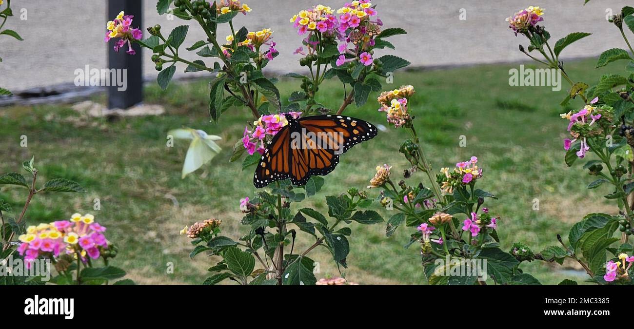 A closeup of a monarch (Danaus plexippus) on a flower in a park against ...