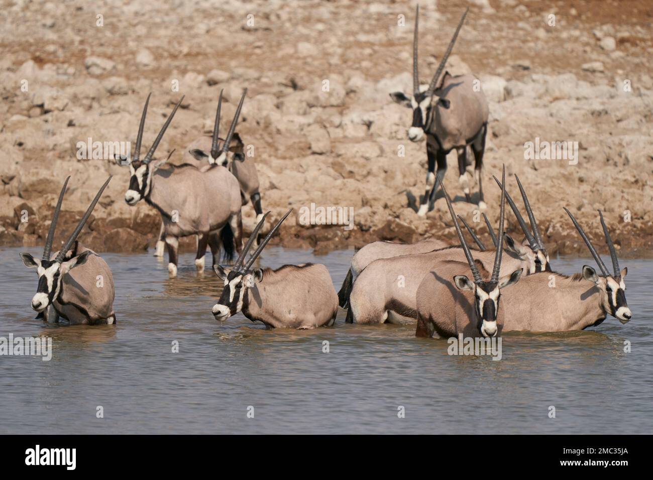 Oryx antelope drinking waterhole hi-res stock photography and images ...