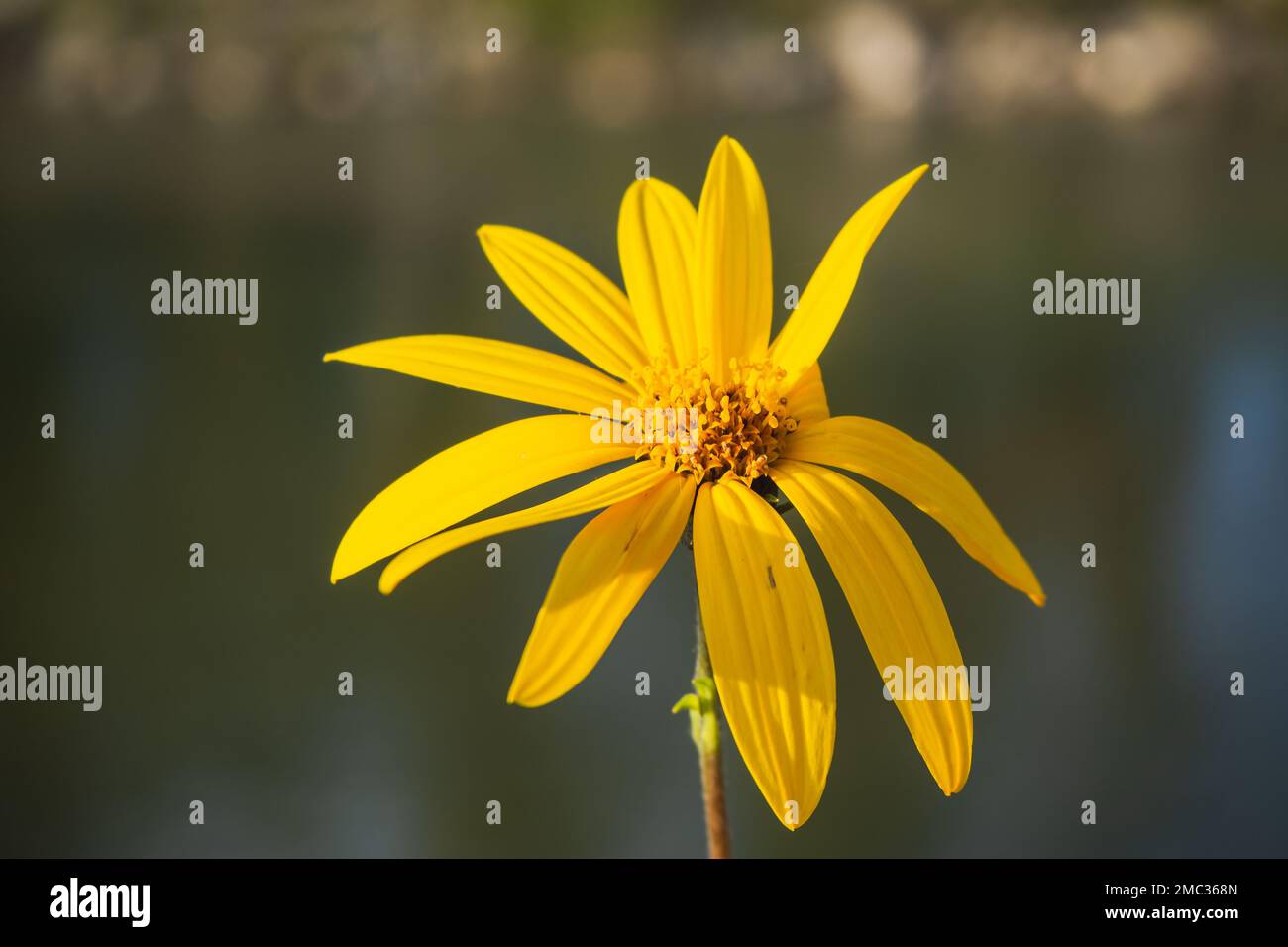Jerusalem artichoke - also called sunroot, sunchoke, wild sunflower ...
