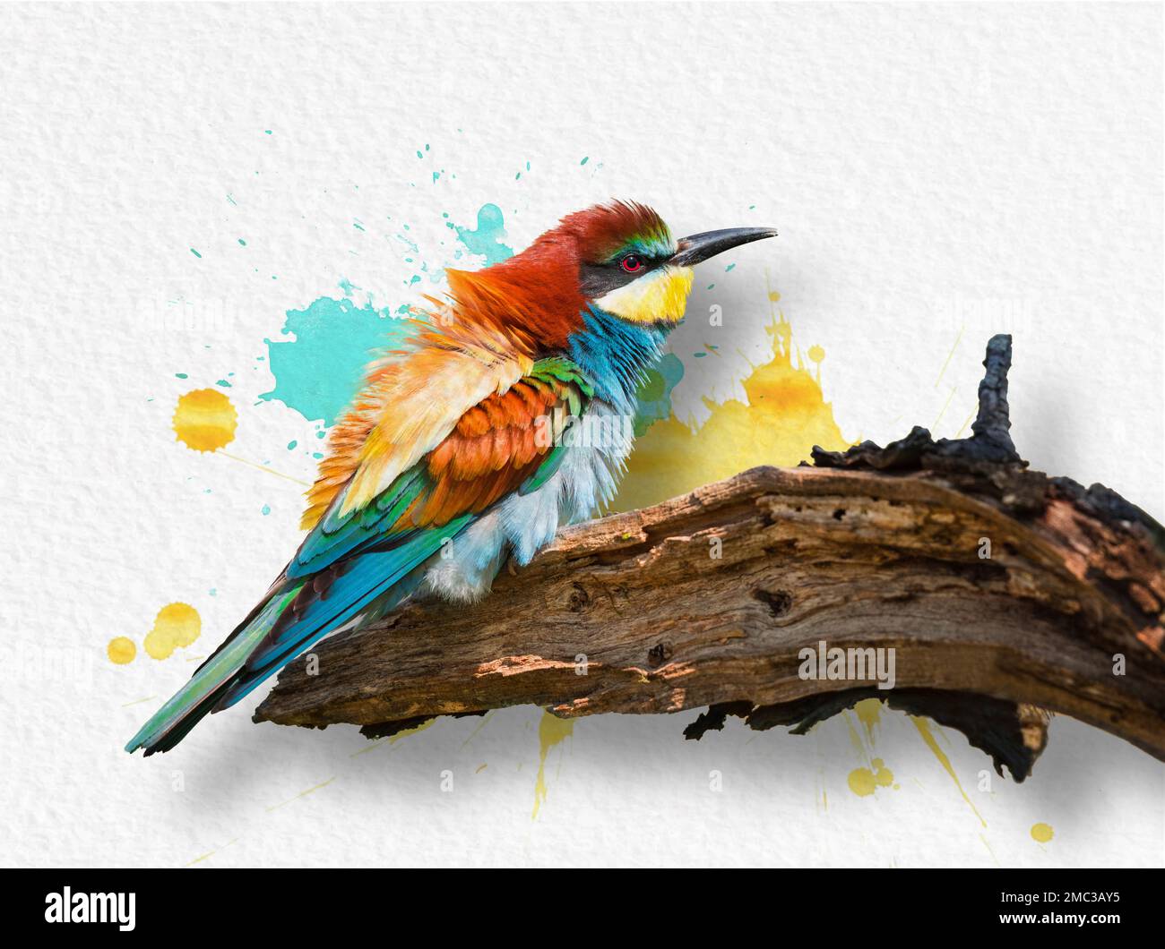 My own Photography of birds that i convert on ilustration using manual ...