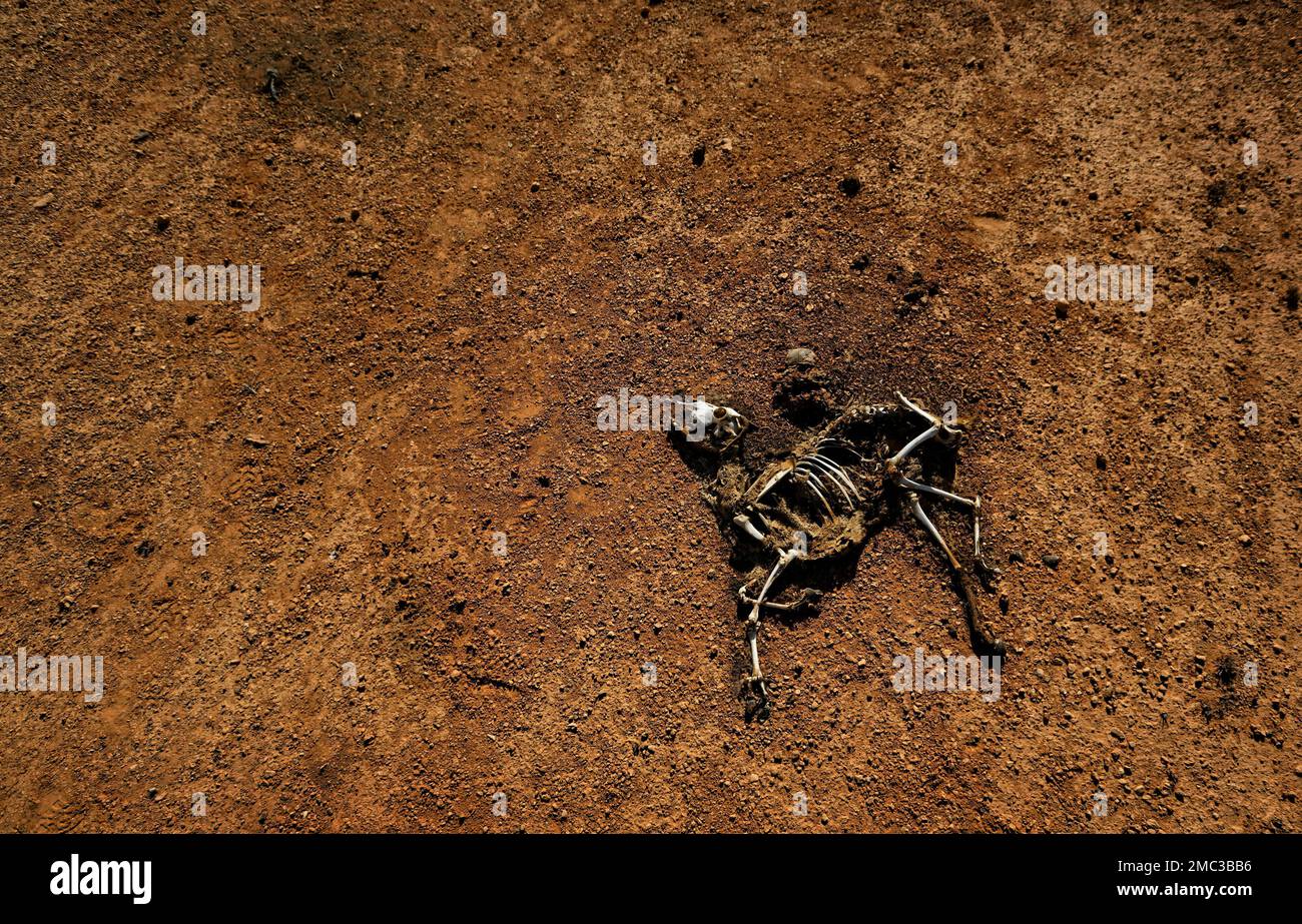 FILE - The carcass of a dead goat lies in the desert in a drought ...