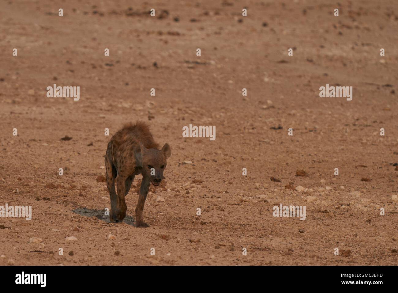 Wet hyena hi-res stock photography and images - Alamy