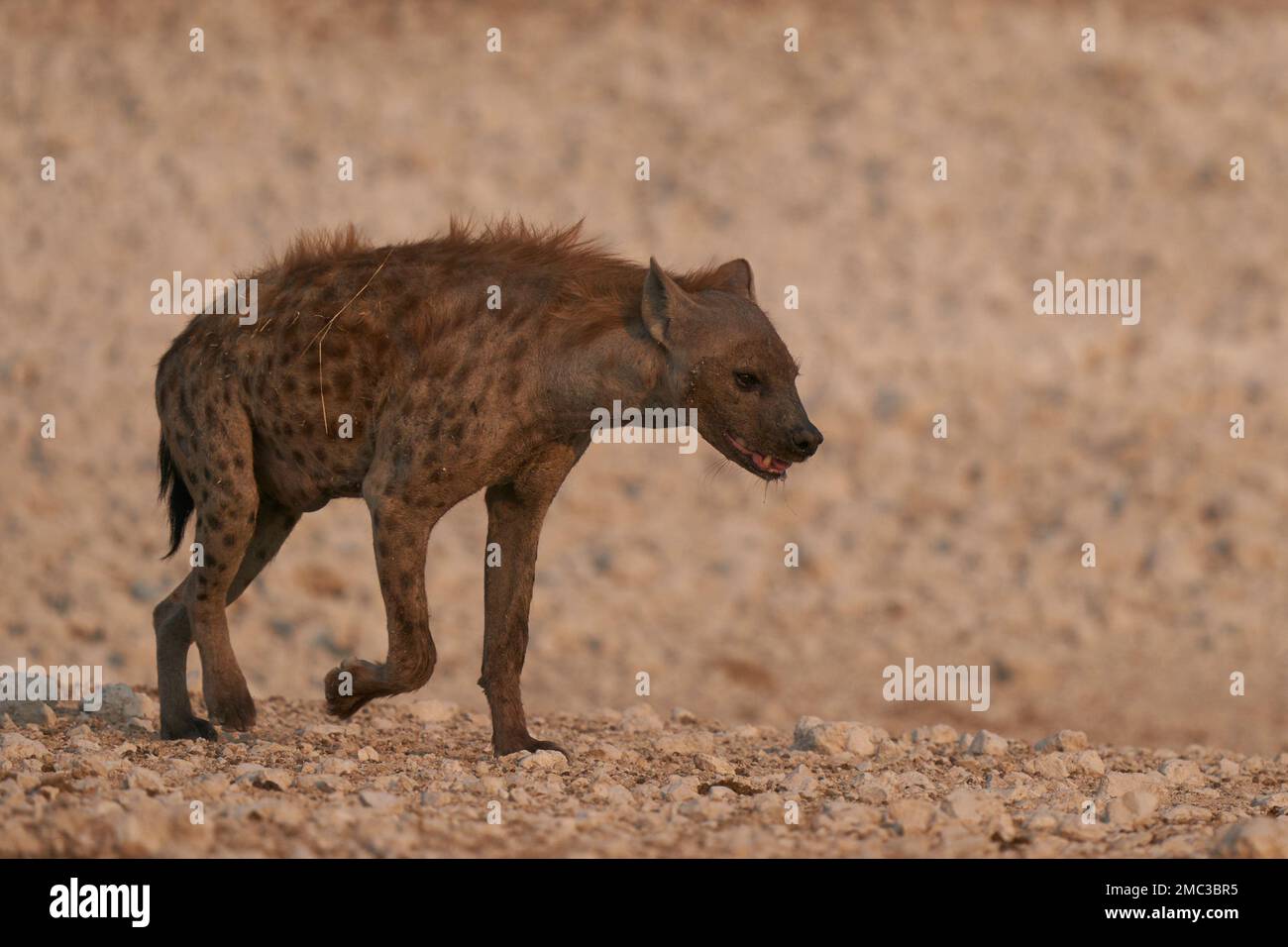 Wet hyaena hi-res stock photography and images - Alamy