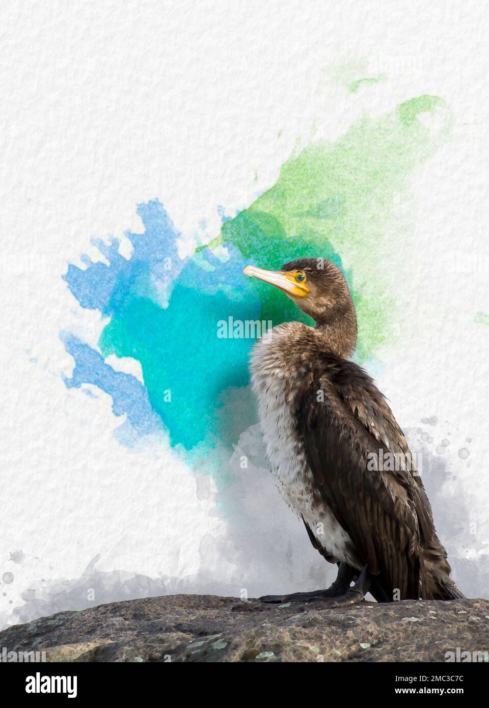 My own Photography of birds that i convert on ilustration using manual ...