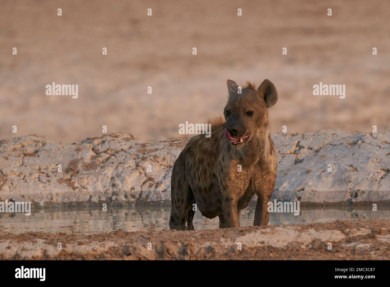 Wet hyena hi-res stock photography and images - Alamy
