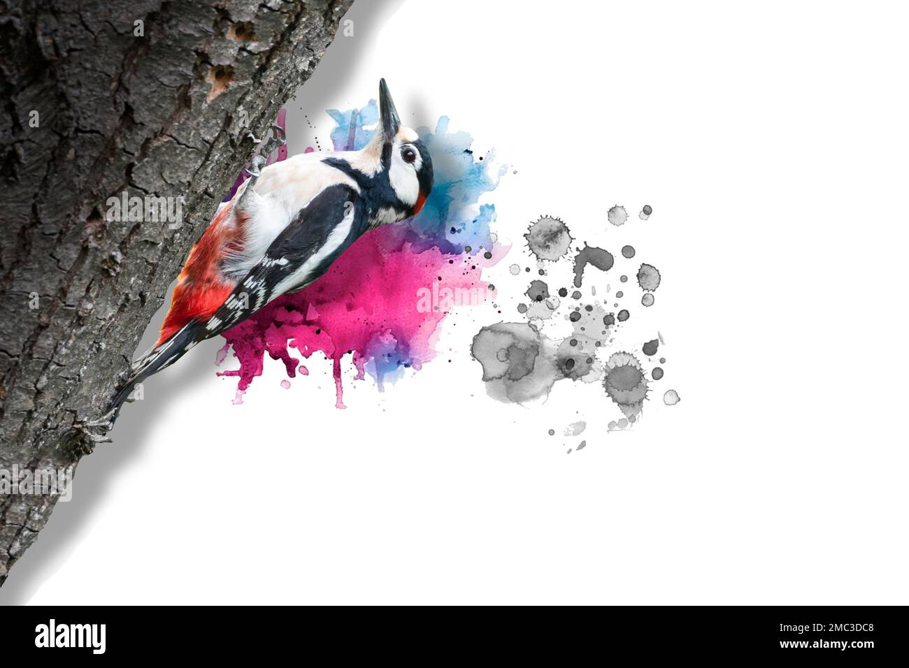 Photoshoped birds hi-res stock photography and images - Alamy