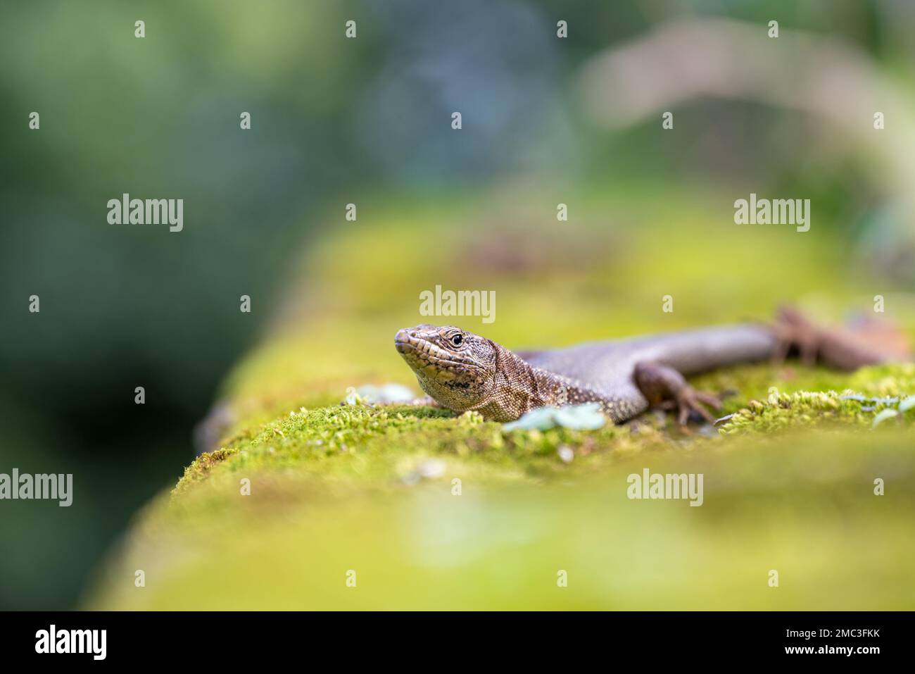 Headshot of a Madeiran wall lizard (Teira dugesii) on moss, picture ...