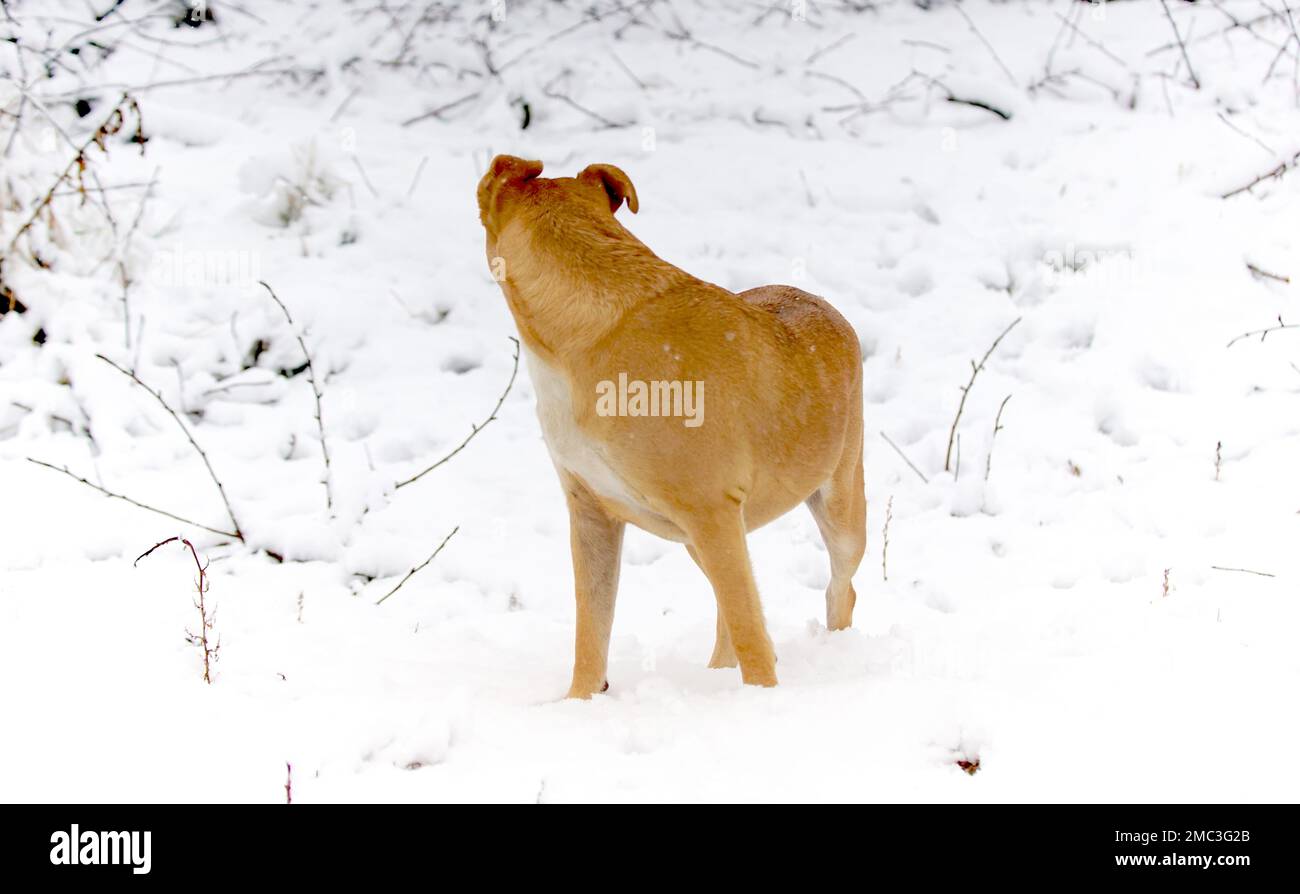 mixed american Staffordshire Terrier during Cold Day in Winter. Dog in ...