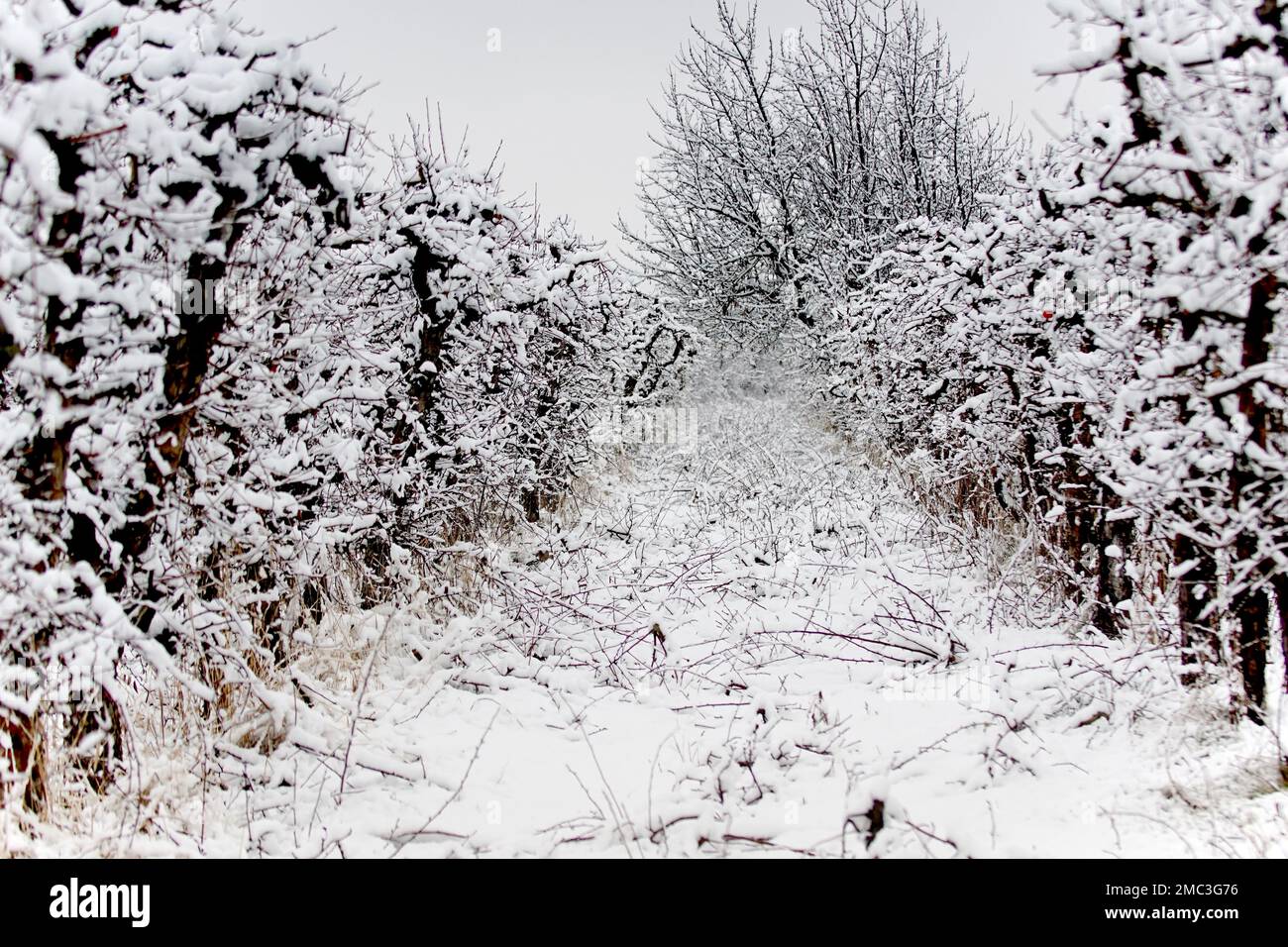 snow on a fresh pruned apple trees in an orchard,agriculture and ...