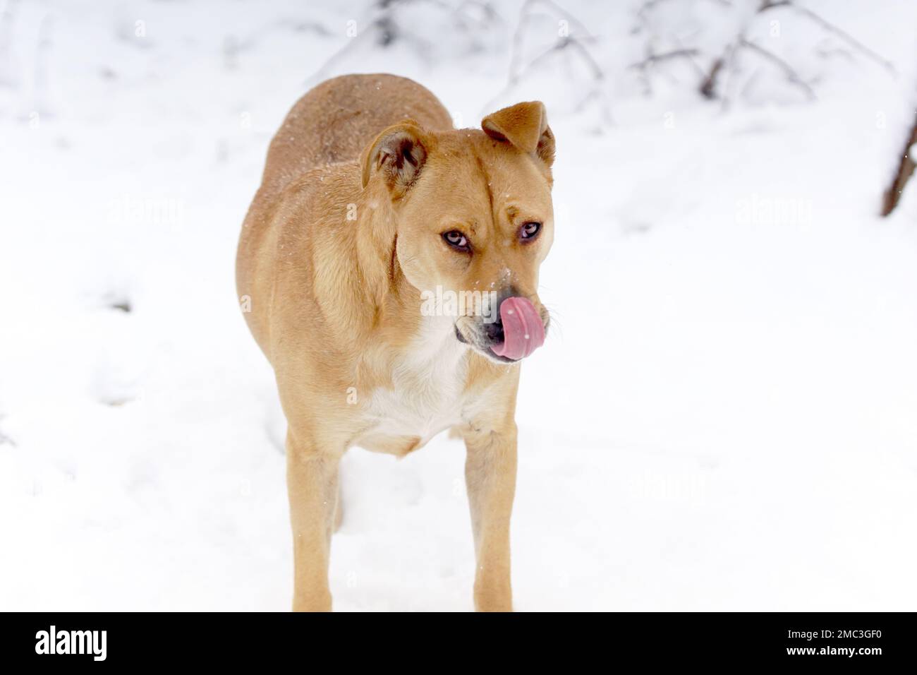 mixed american Staffordshire Terrier during Cold Day in Winter. Dog in ...