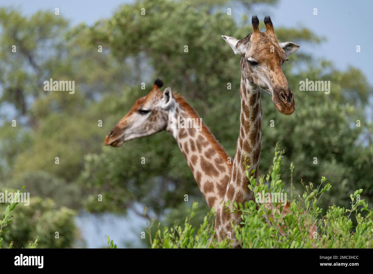 portrait of two giraffes one looking at the camera and a side view of ...