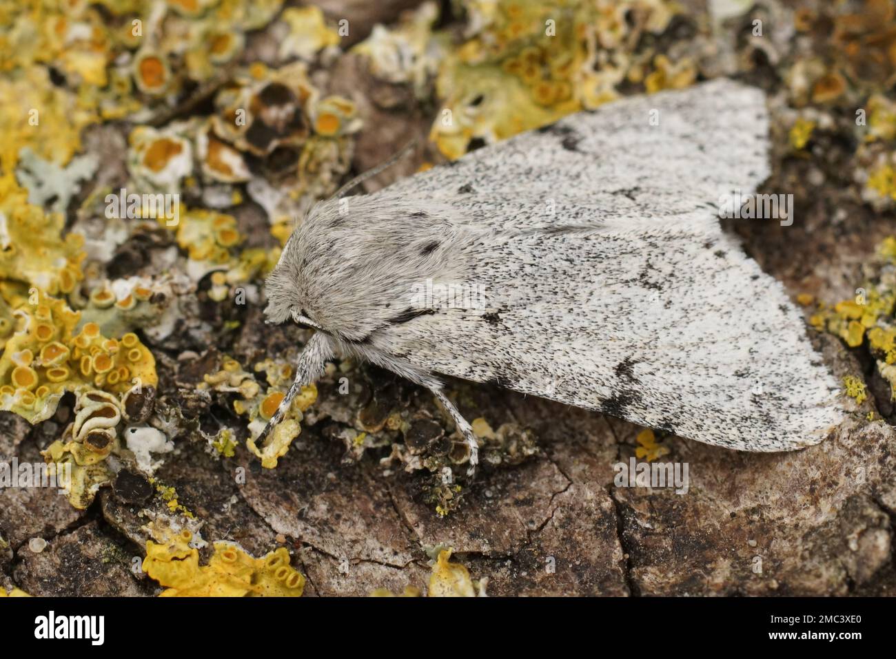 Miller acronicta leporina hi-res stock photography and images - Alamy