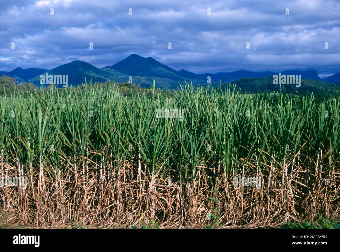Sugar cane growing, Queensland, Australia Stock Photo - Alamy