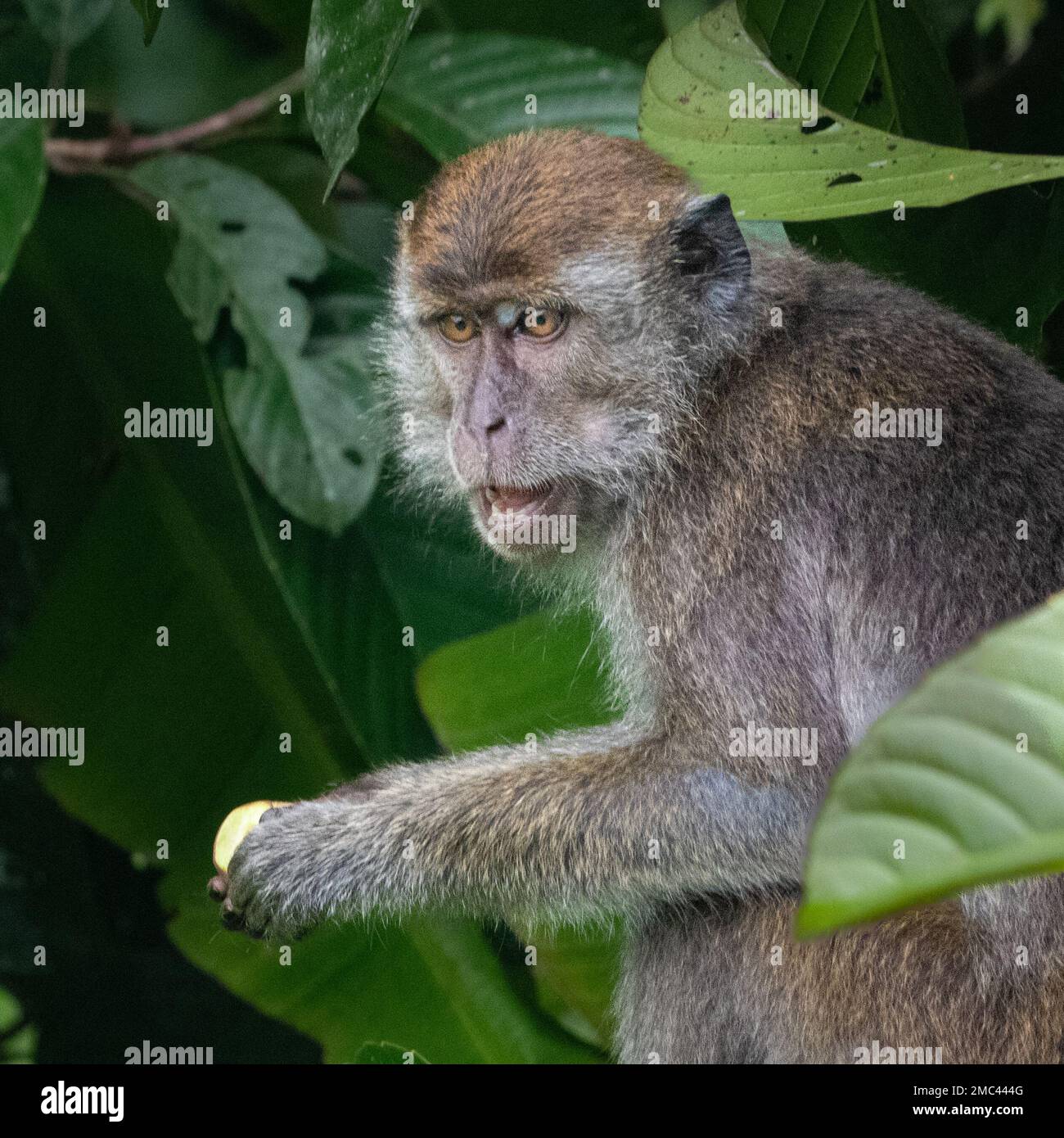 Long-tailed Macaque (crab-eating macaque) Eating Flower Buds, Borneo ...