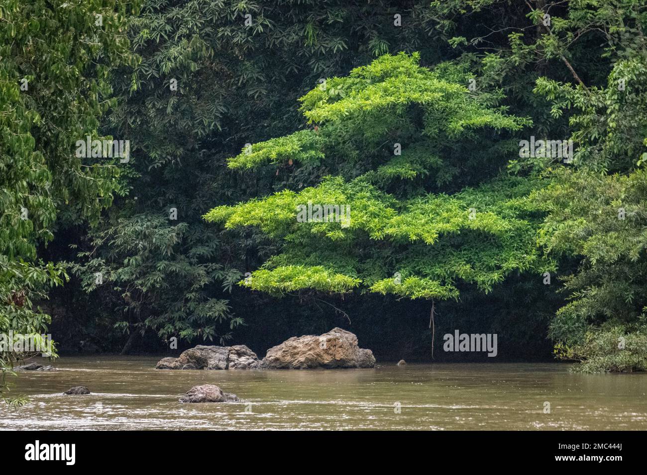 The Danum River through the Jungle, Borneo, Malaysia Stock Photo - Alamy