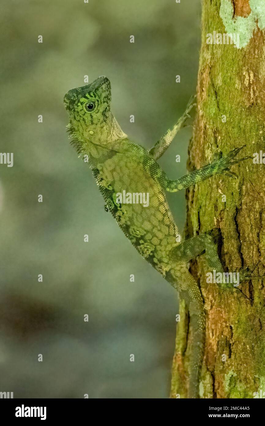 Borneo Anglehead Lizard or Forest Dragon (Gonocephalus borneensis ...