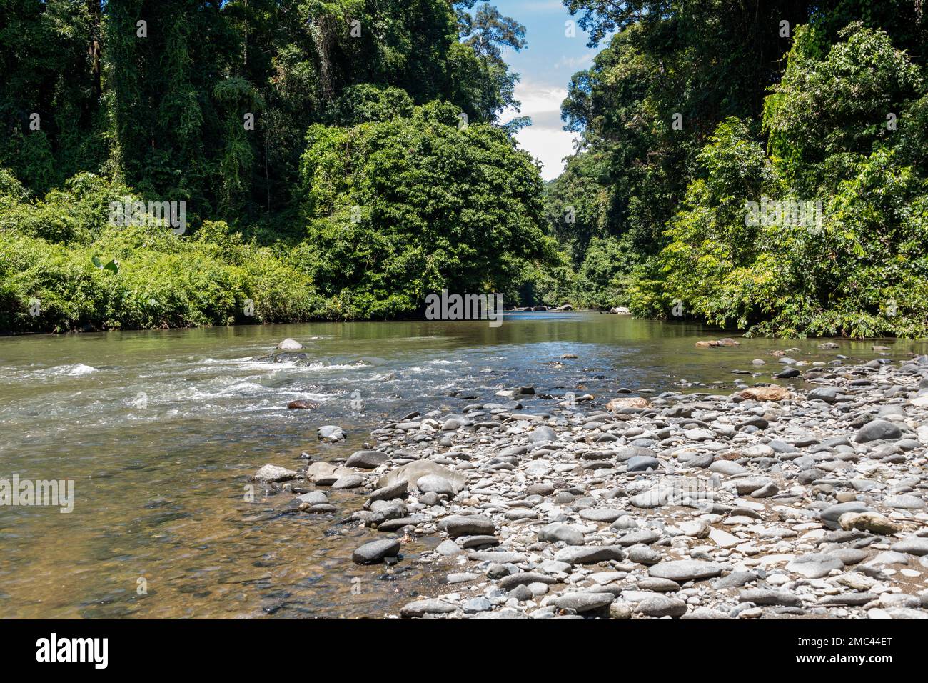The Danum River through the Jungle, Borneo, Malaysia Stock Photo - Alamy