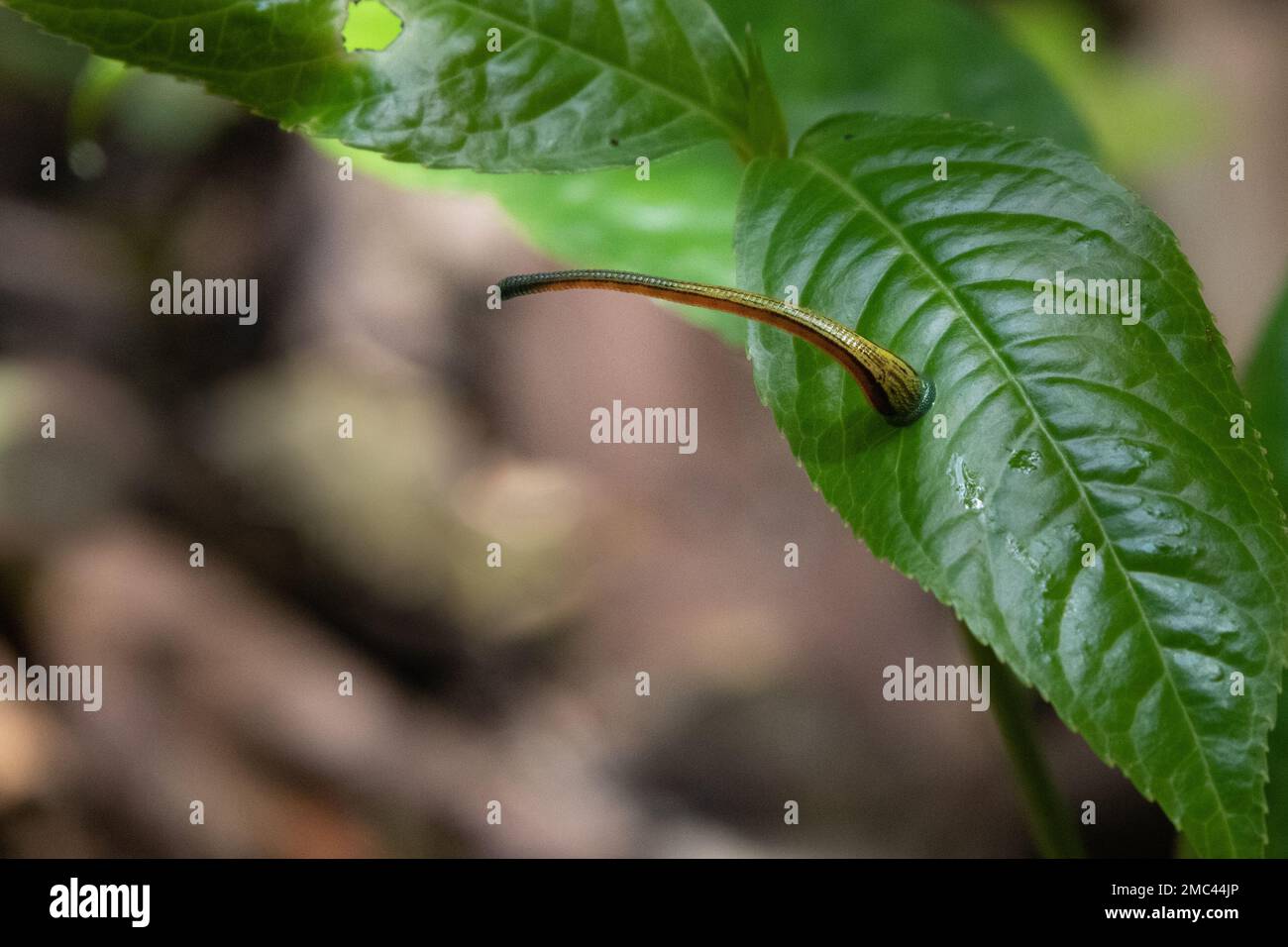Tiger Leech (Haemadipsa picta), Danum Valley, Borneo Stock Photo - Alamy