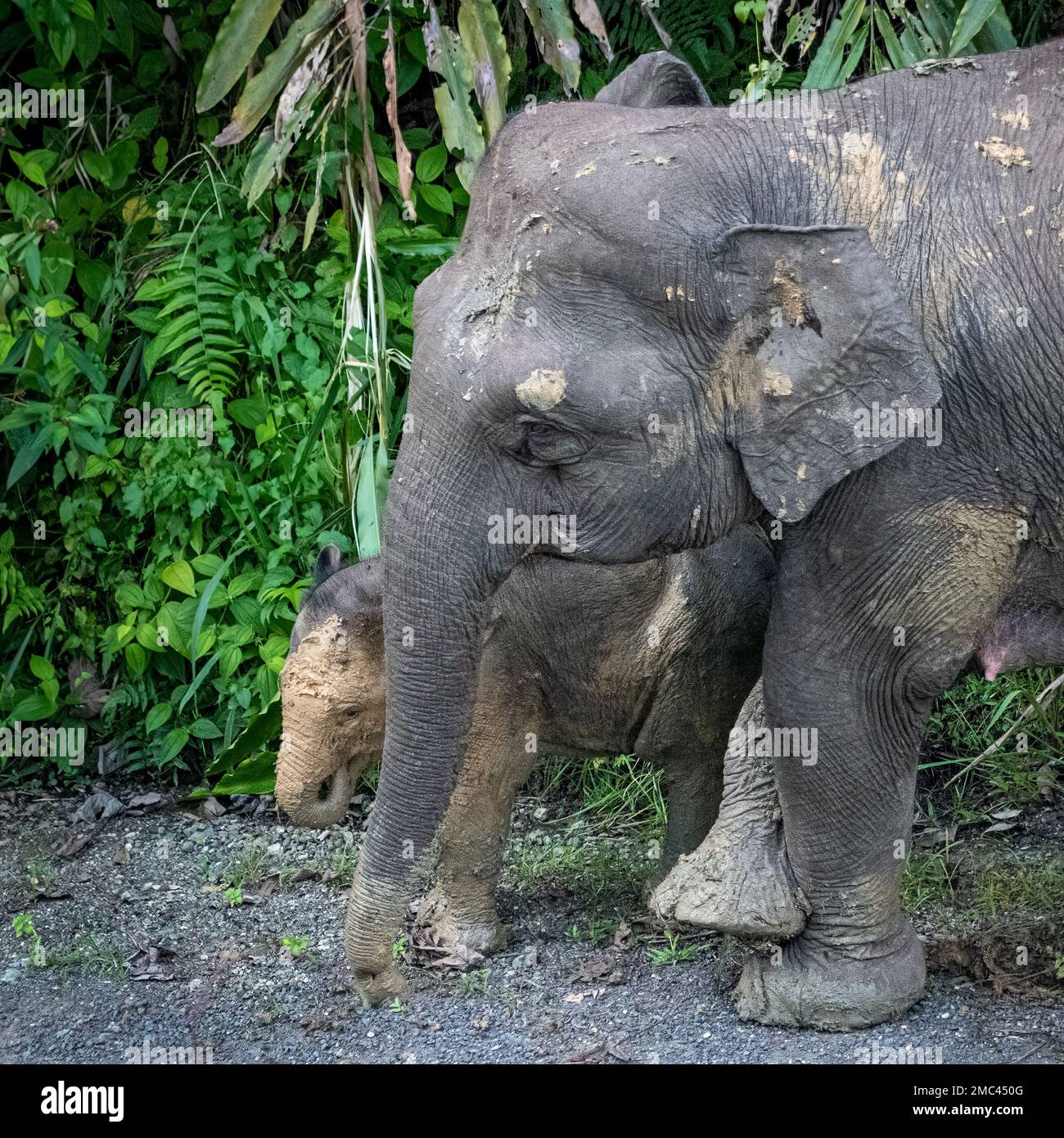 Borneo Pygmy Elephants (Elephas maximus borneensis ) in Danum Valley ...