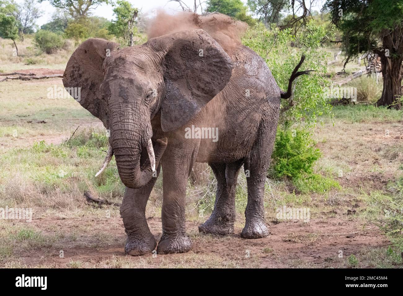 Large African elephant blowing dust around in the Kruger National Park ...