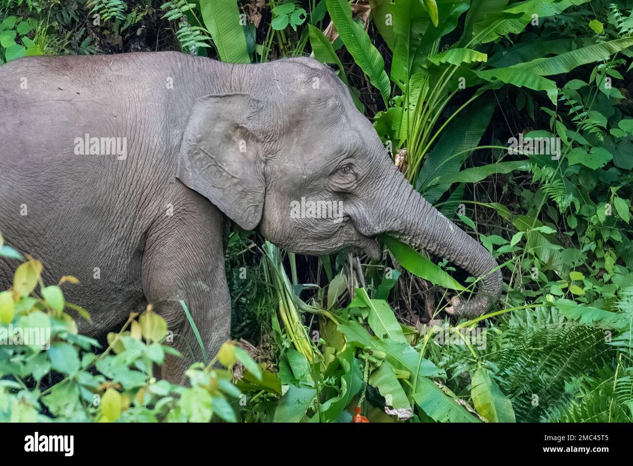 Borneo Pygmy Elephants (Elephas maximus borneensis ) in Danum Valley ...