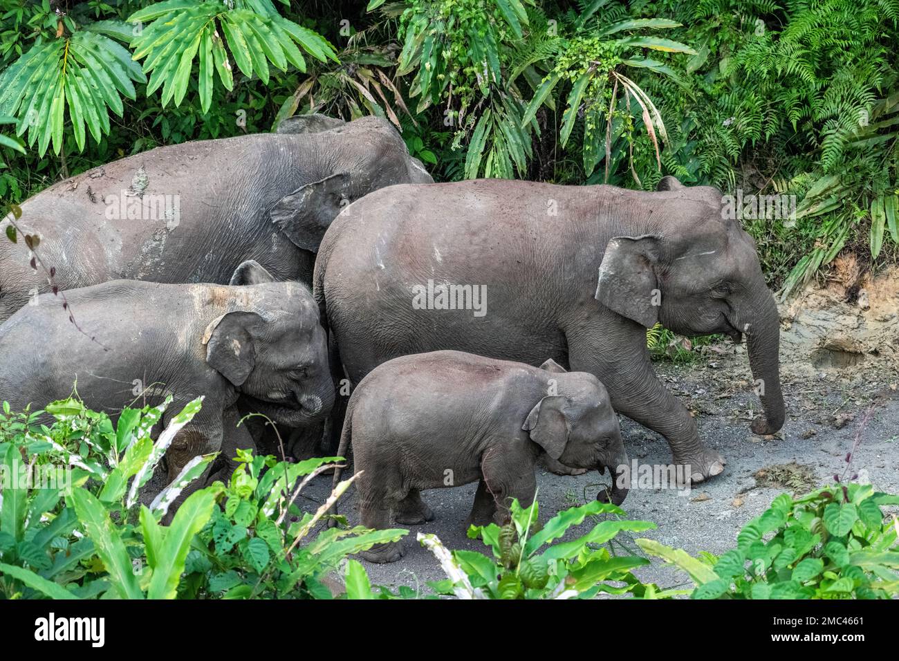 Borneo Pygmy Elephants (Elephas maximus borneensis ) in Danum Valley ...