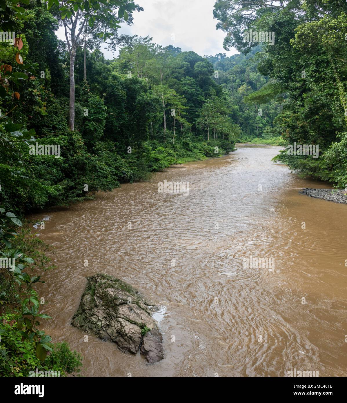 The Danum River through the Jungle, Borneo, Malaysia Stock Photo - Alamy