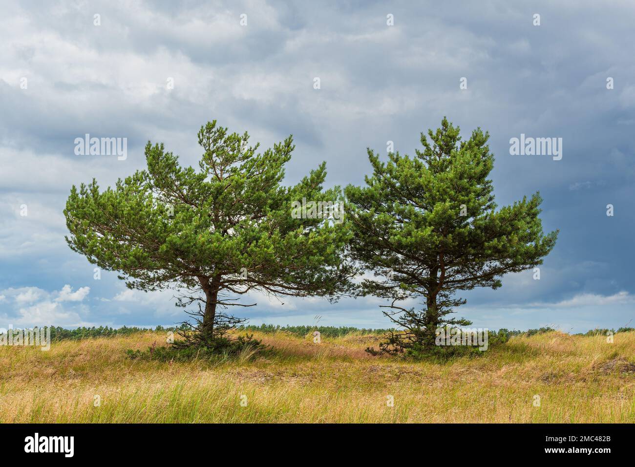 Trees on the Baltic Sea coast on the peninsula Fischland-Darß, Germany ...