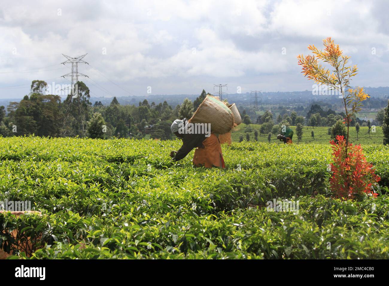 The workers collecting tea leaves on a tea plantation Stock Photo - Alamy