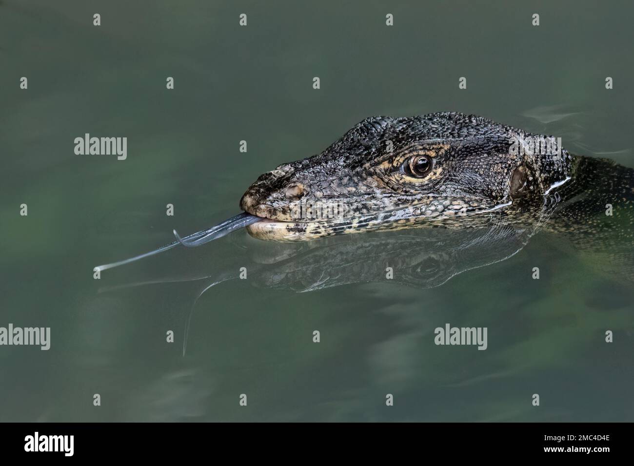 Asian Water Monitor Lizard (Varanus salvator Stock Photo - Alamy