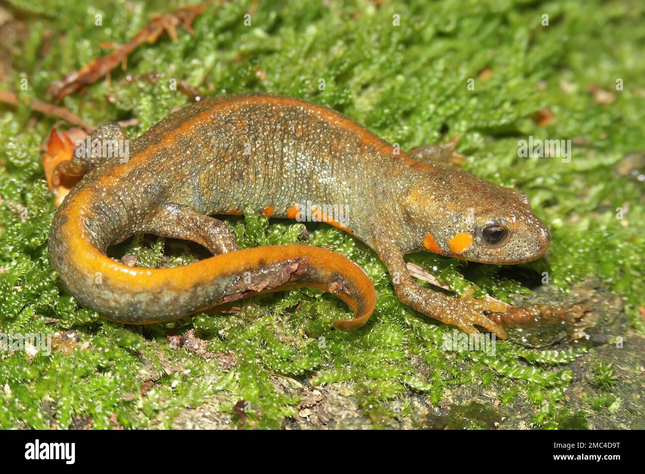 Chenggongensis hi-res stock photography and images - Alamy